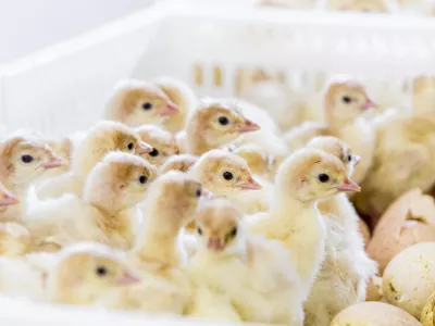 Blockchain - transparency in the supply chain | NPM Capital